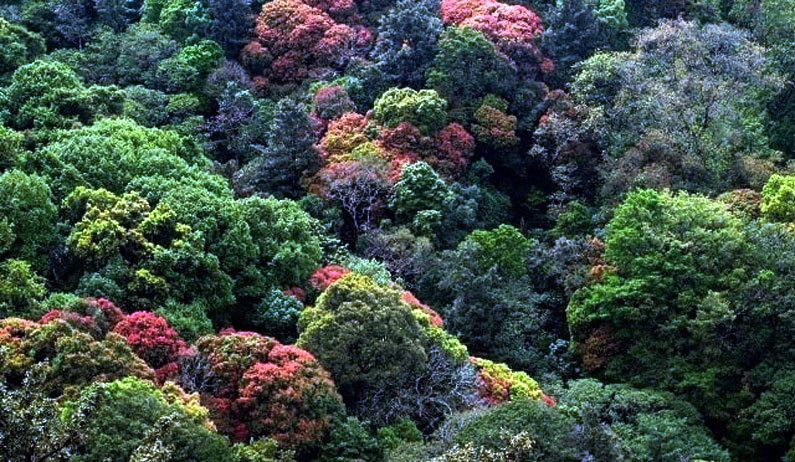 Forest Ecology & Biodiversity Conservation Division | KFRI