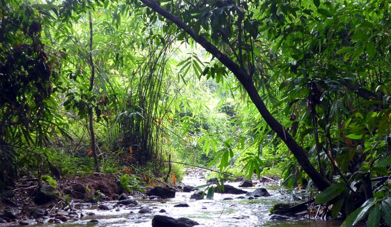 Silviculture Department | KFRI